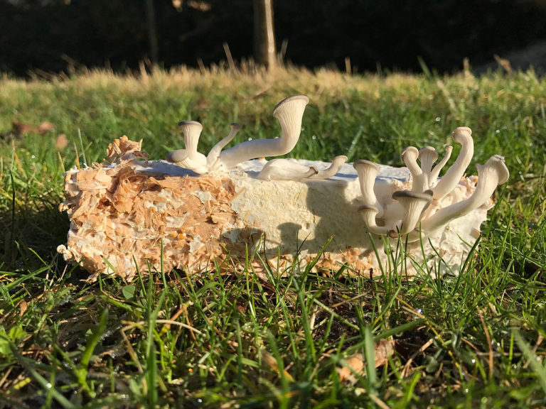 Vegan Isolation de Biohm : un isolant à base de champignons | Build Green