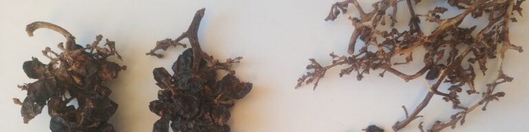 [Innovation] Le marc de raisin comme base d'un futur isolant biosourcé ...