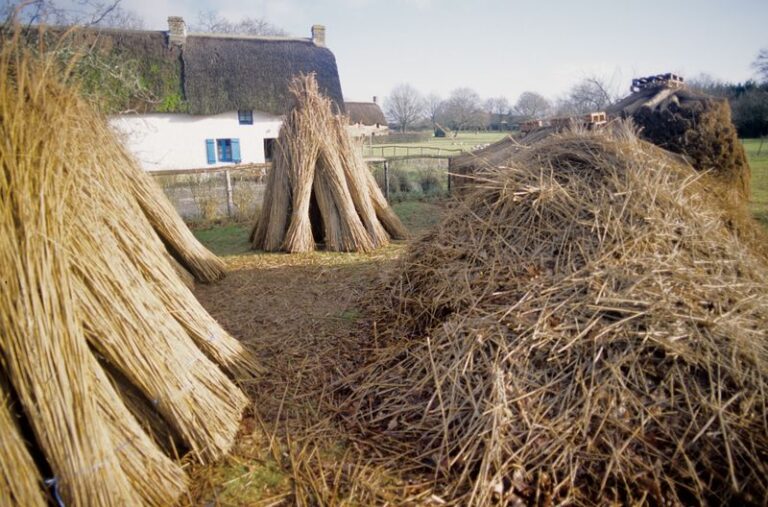 Le Chaume : un matériau naturel aux multiples usages pour le bâtiment ...