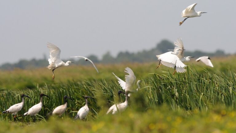 Le Chaume : un matériau naturel aux multiples usages pour le bâtiment ...